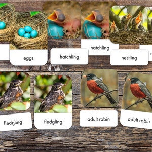 American Robin Printables - American Robin Fact Cards - American Robin ...