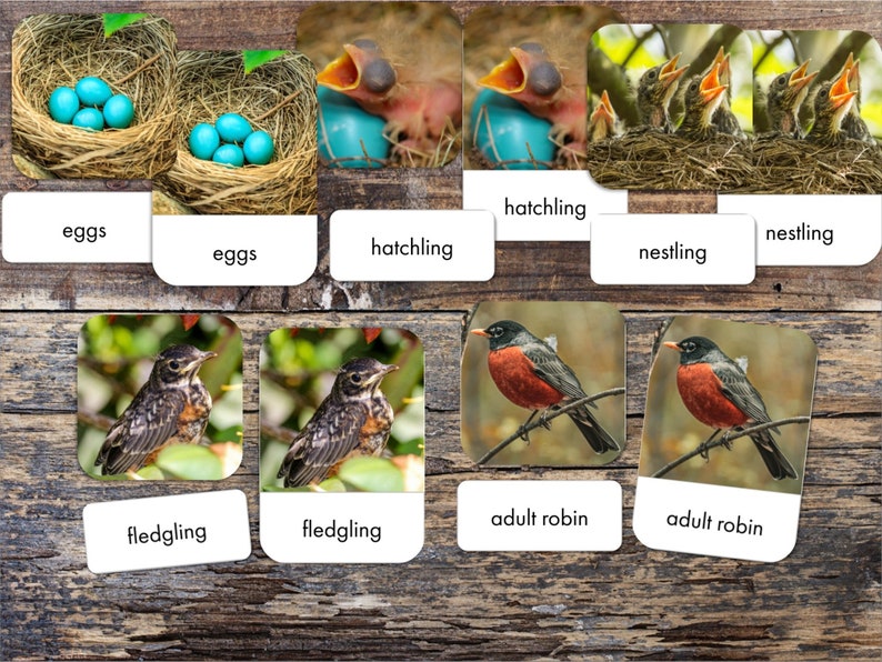 American Robin Printables - American Robin Fact Cards - American Robin ...