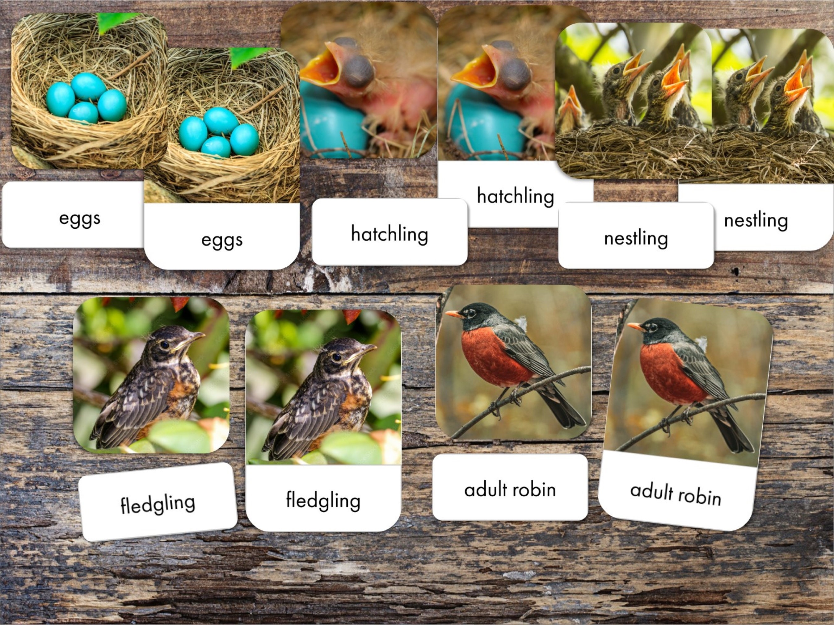 American Robin Printables - American Robin Fact Cards - American Robin ...