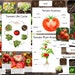 Tomato Printables - Tomato Fact Cards - Tomato Anatomy Posters - Tomato ...