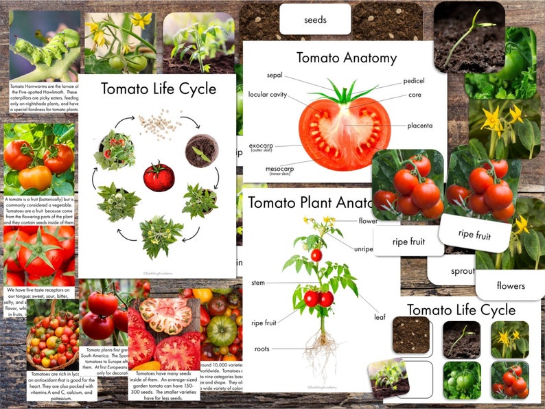 Tomato Printables - Tomato Fact Cards - Tomato Anatomy Posters - Tomato ...