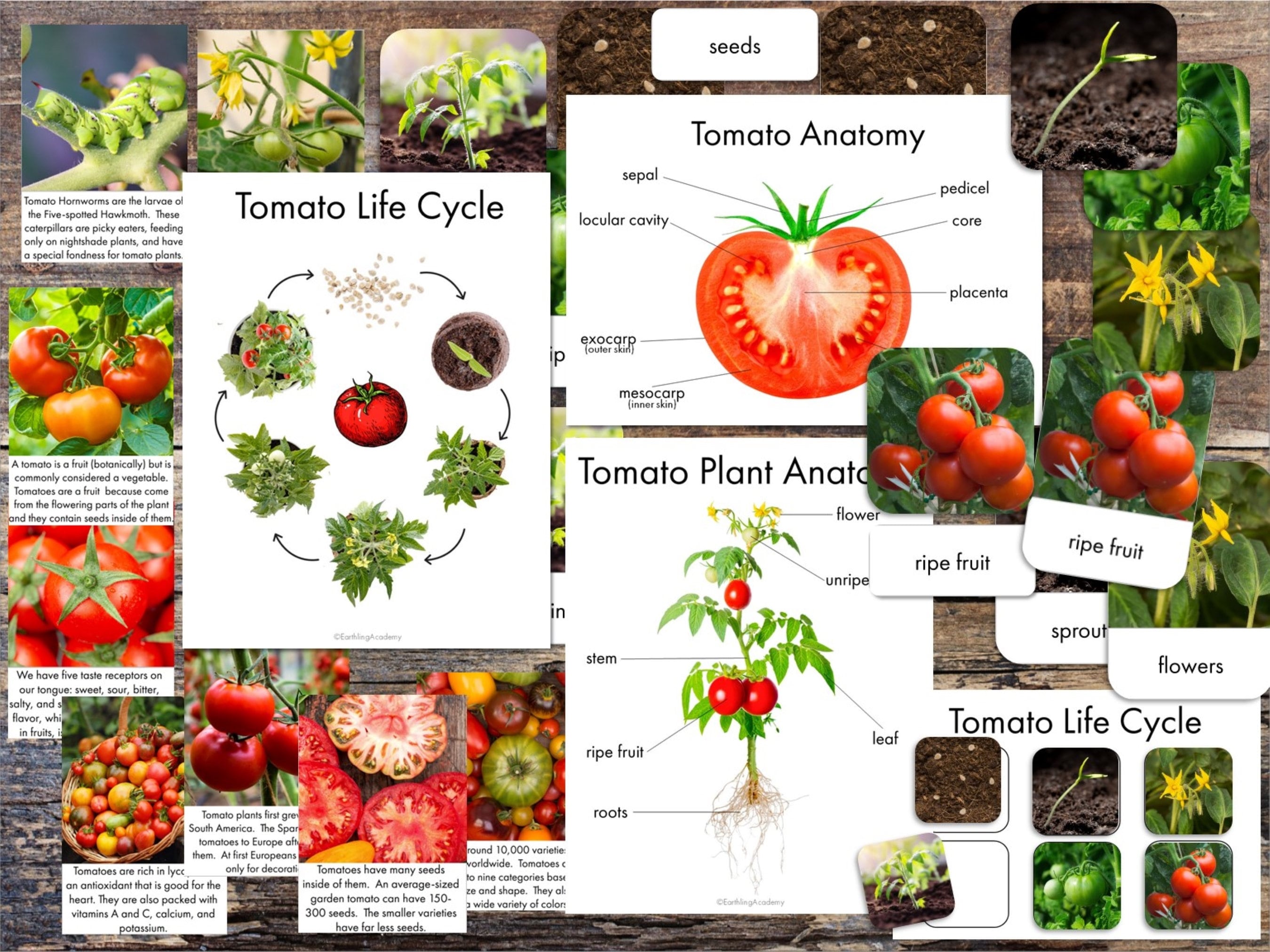 Tomato Printables - Tomato Fact Cards - Tomato Anatomy Posters - Tomato ...