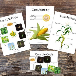 Corn Printables - Corn Fact Cards - Corn Anatomy Poster - Corn Life ...
