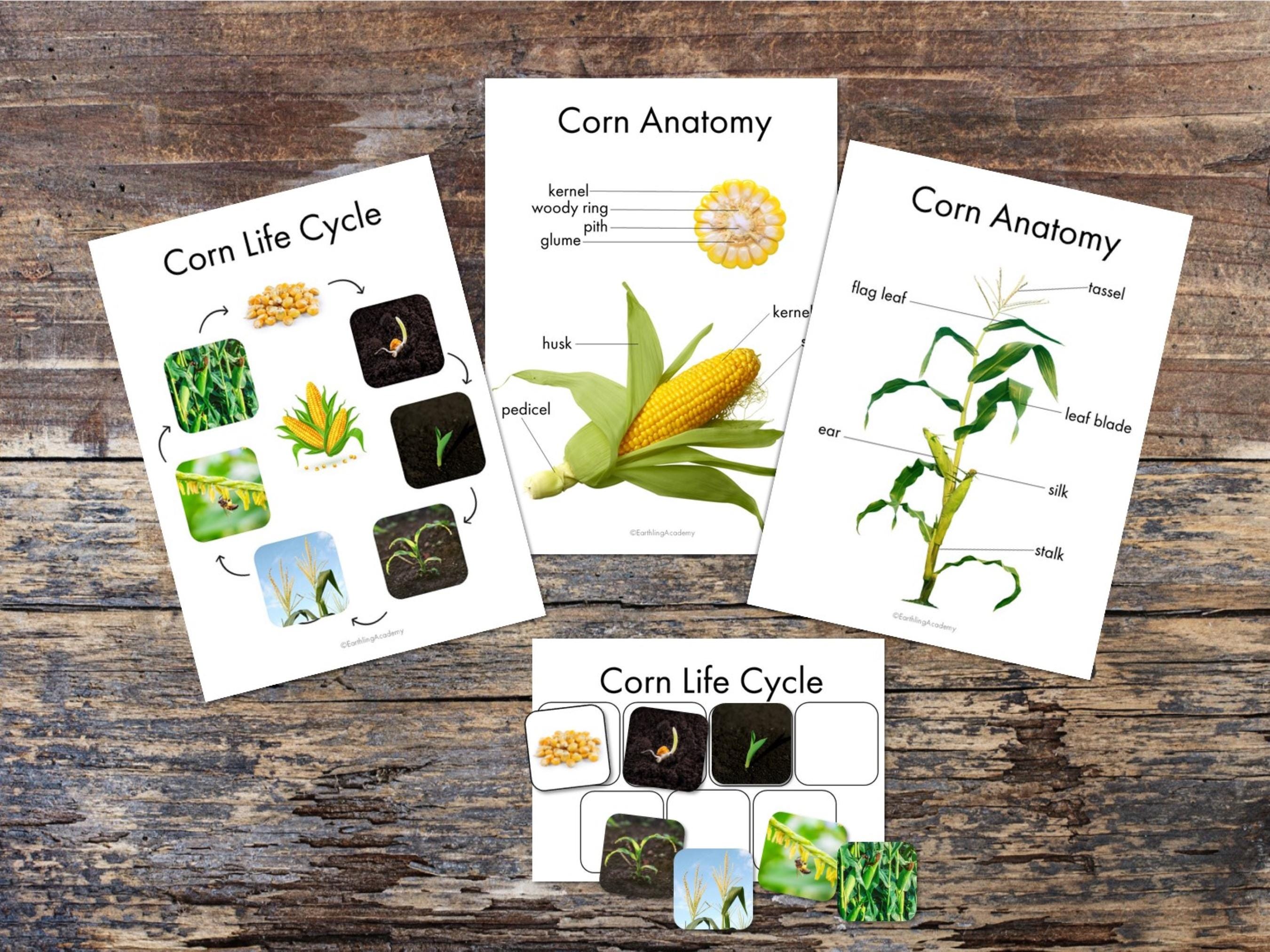 Corn Printables - Corn Fact Cards - Corn Anatomy Poster - Corn Life ...