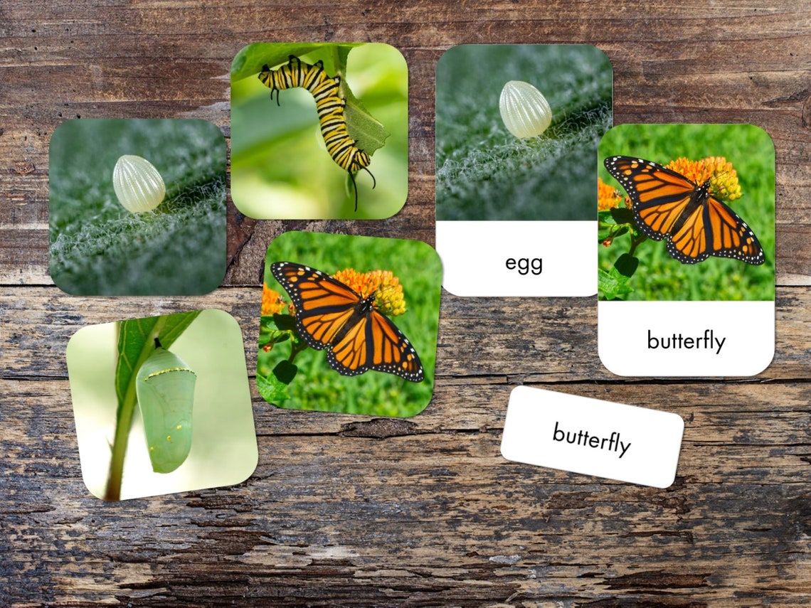 Butterfly Printables - Butterfly Identification - 3 Part Cards ...