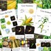 Corn Printables - Corn Fact Cards - Corn Anatomy Poster - Corn Life ...