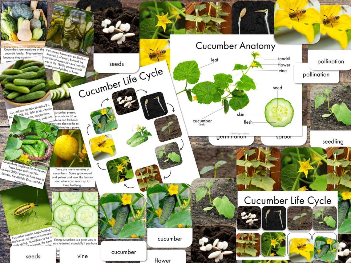Cucumber Printables - Cucumber Fact Cards - Cucumber Anatomy Poster ...
