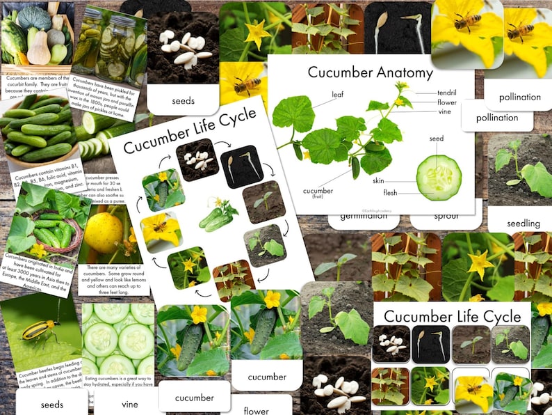 Cucumber Printables - Cucumber Fact Cards - Cucumber Anatomy Poster ...
