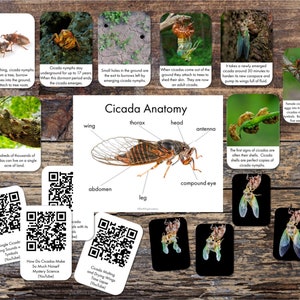 Cicada Printables Cicada Insect Fact Cards Cicada Anatomy Poster Cicada ...