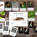 Cicada Printables Cicada Insect Fact Cards Cicada Anatomy Poster Cicada ...