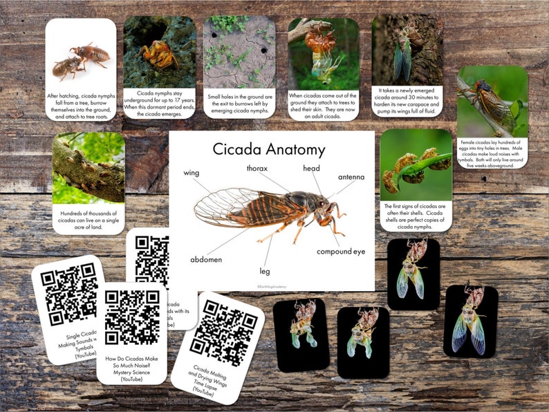 Cicada Printables Cicada Insect Fact Cards Cicada Anatomy Poster Cicada ...