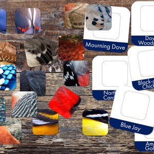 Backyard Bird Printables - Bird Identification - 3 Part Cards - Anatomy ...