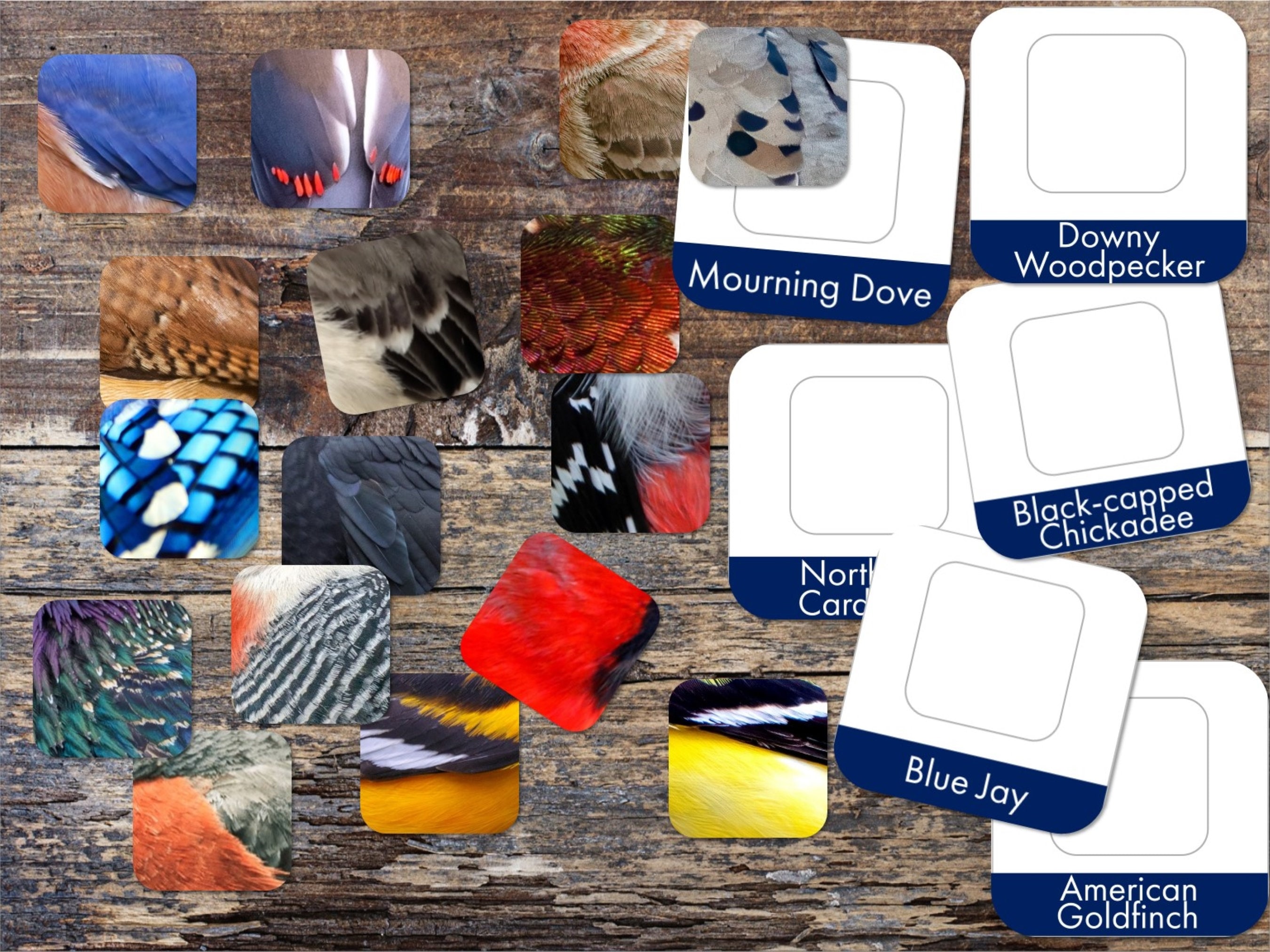 Backyard Bird Printables - Bird Identification - 3 Part Cards - Anatomy ...