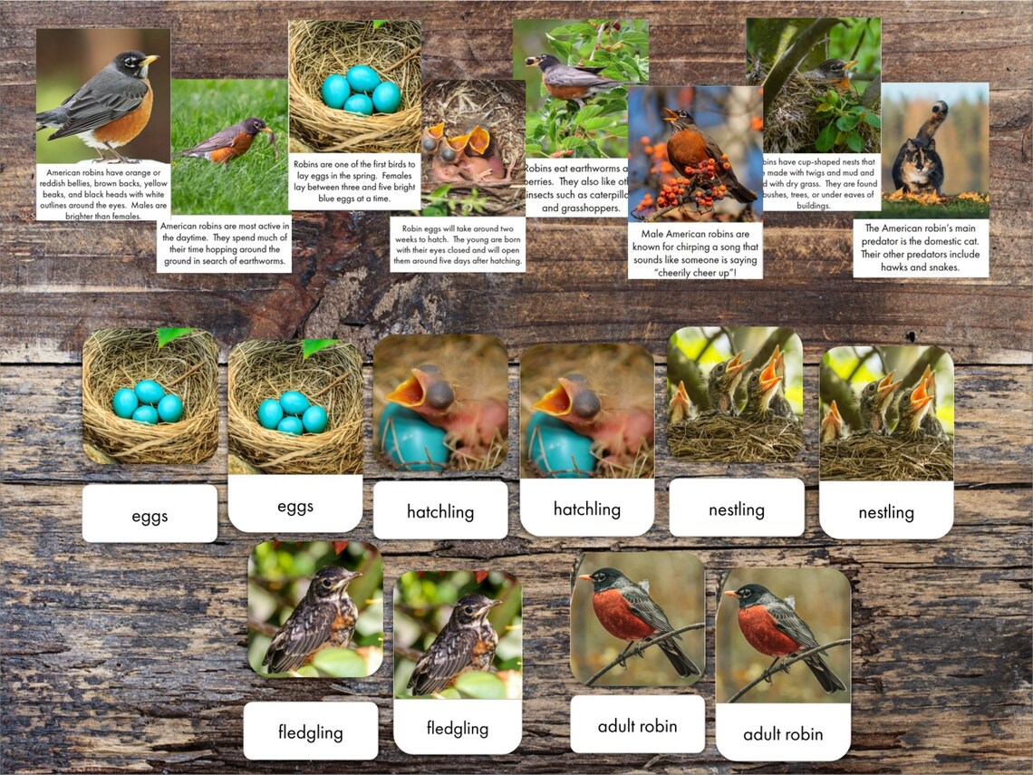 American Robin Printables - American Robin Fact Cards - American Robin ...