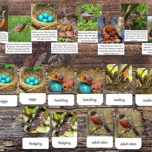 American Robin Printables - American Robin Fact Cards - American Robin ...