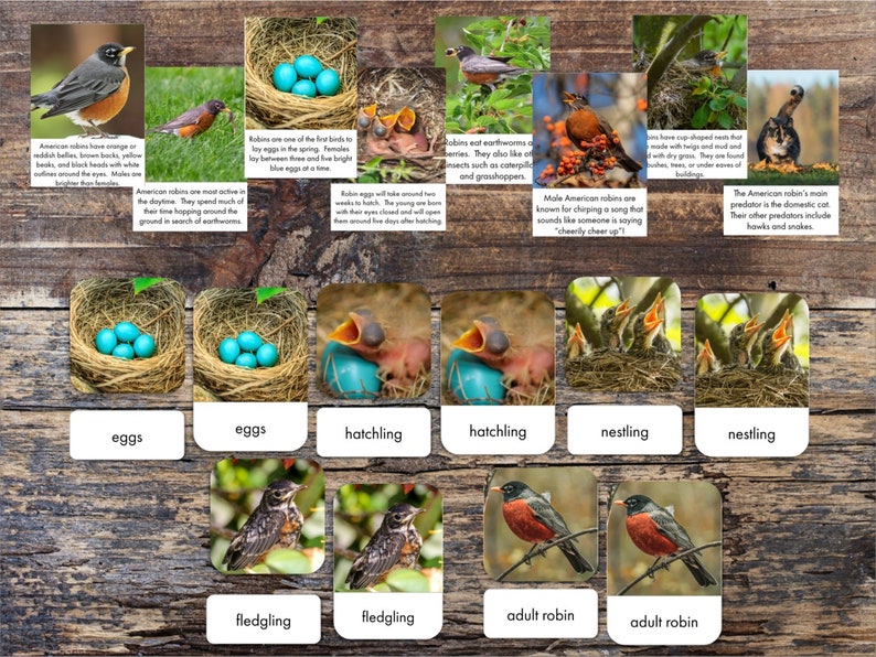 American Robin Printables - American Robin Fact Cards - American Robin ...