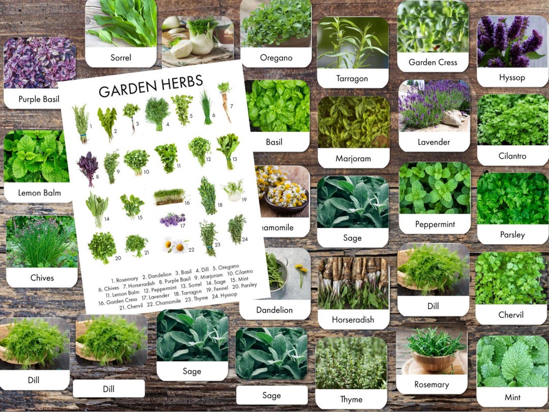 Garden Herb Printables - Garden Herb Identification Cards - Garden Herb ...
