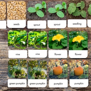 Pumpkin Printables - Pumpkin Fact Cards - Pumpkin Anatomy Posters ...