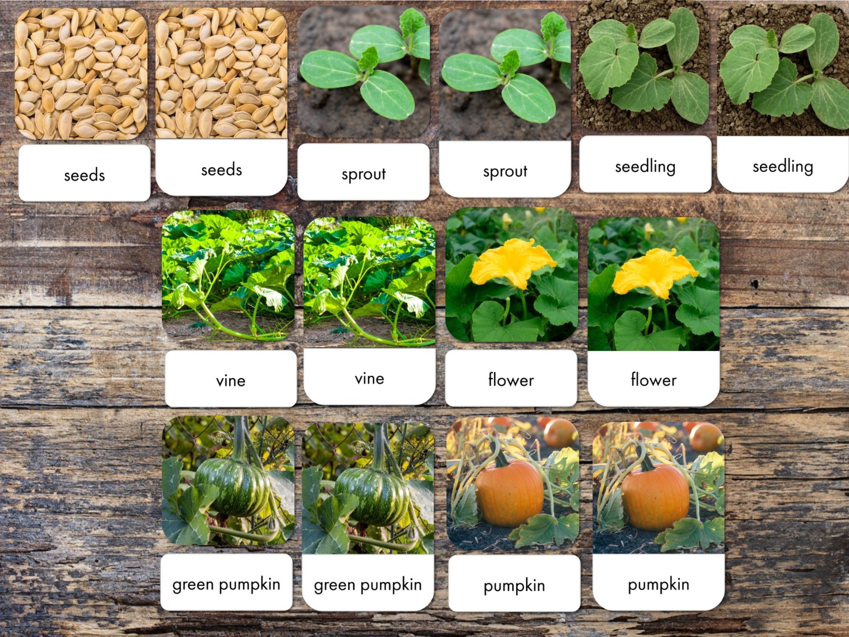 Pumpkin Printables - Pumpkin Fact Cards - Pumpkin Anatomy Posters ...