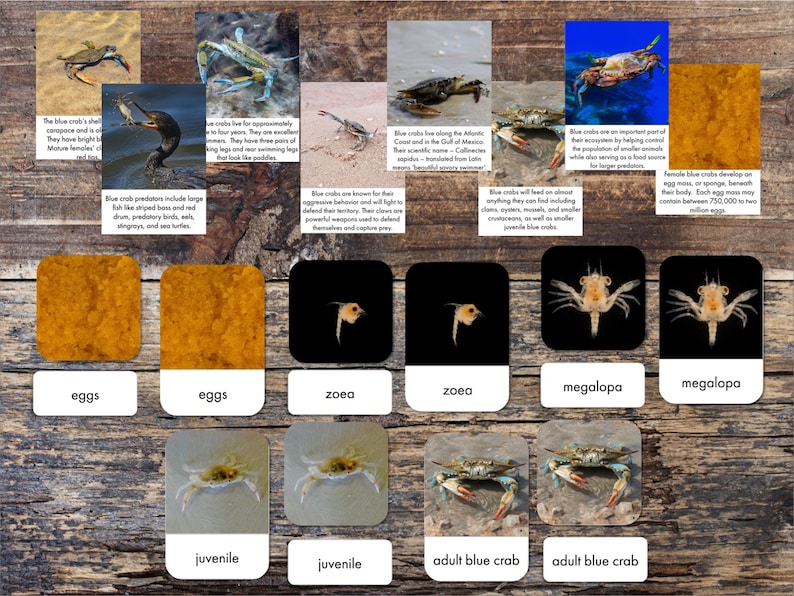 Blue Crab Printables - Blue Crab Fact Cards - Blue Crab Anatomy Poster ...