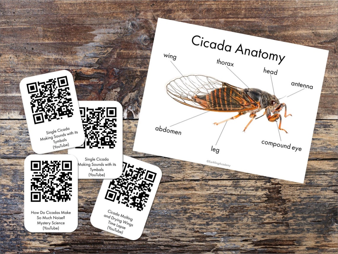 Cicada Printables Cicada Insect Fact Cards Cicada Anatomy Poster Cicada ...