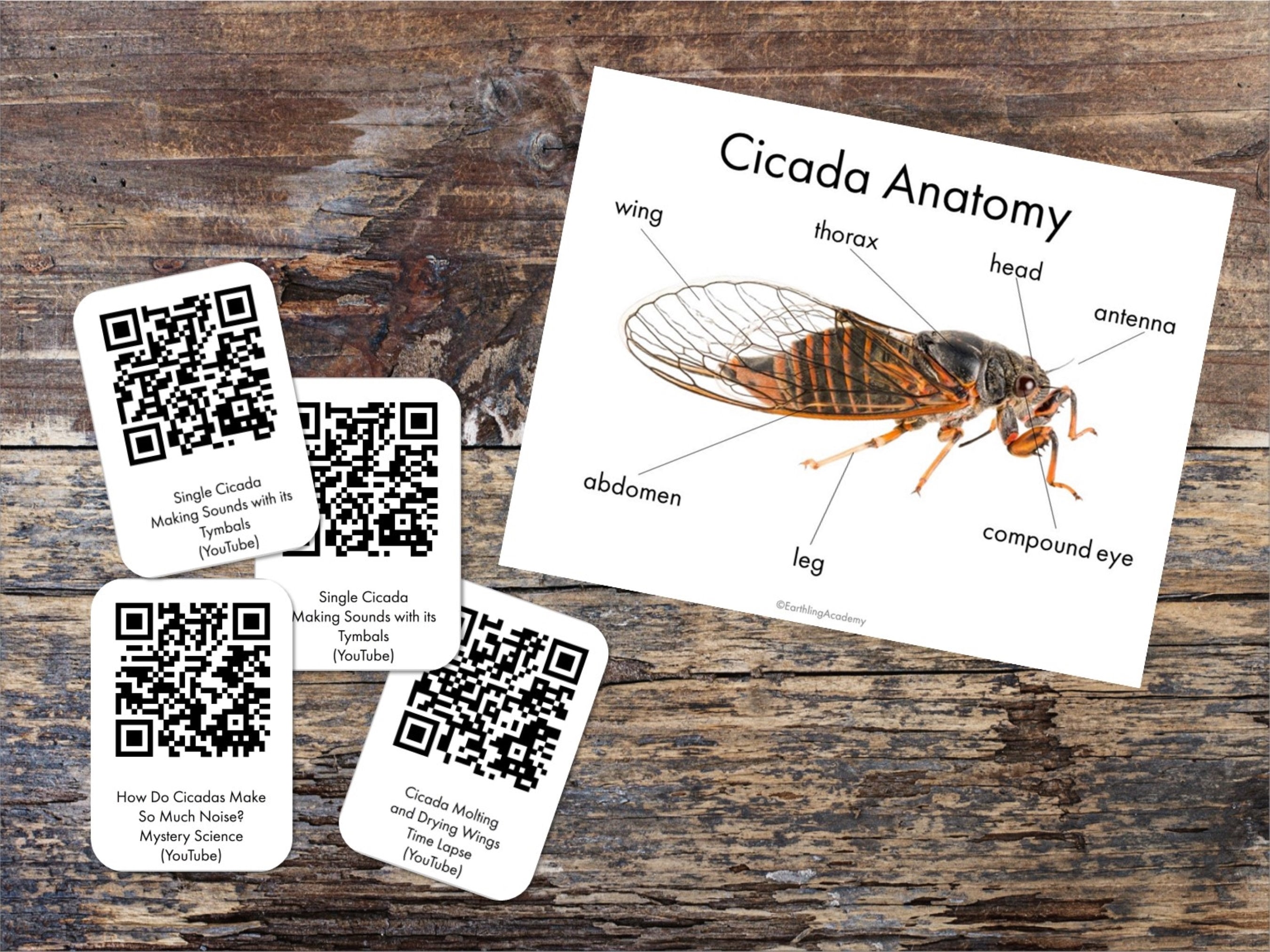 Cicada Printables Cicada Insect Fact Cards Cicada Anatomy Poster Cicada ...