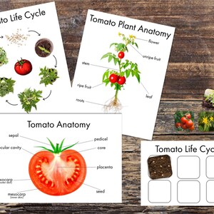 Tomato Printables - Tomato Fact Cards - Tomato Anatomy Posters - Tomato ...