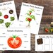 Tomato Printables - Tomato Fact Cards - Tomato Anatomy Posters - Tomato ...