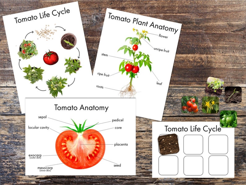 Tomato Printables - Tomato Fact Cards - Tomato Anatomy Posters - Tomato ...