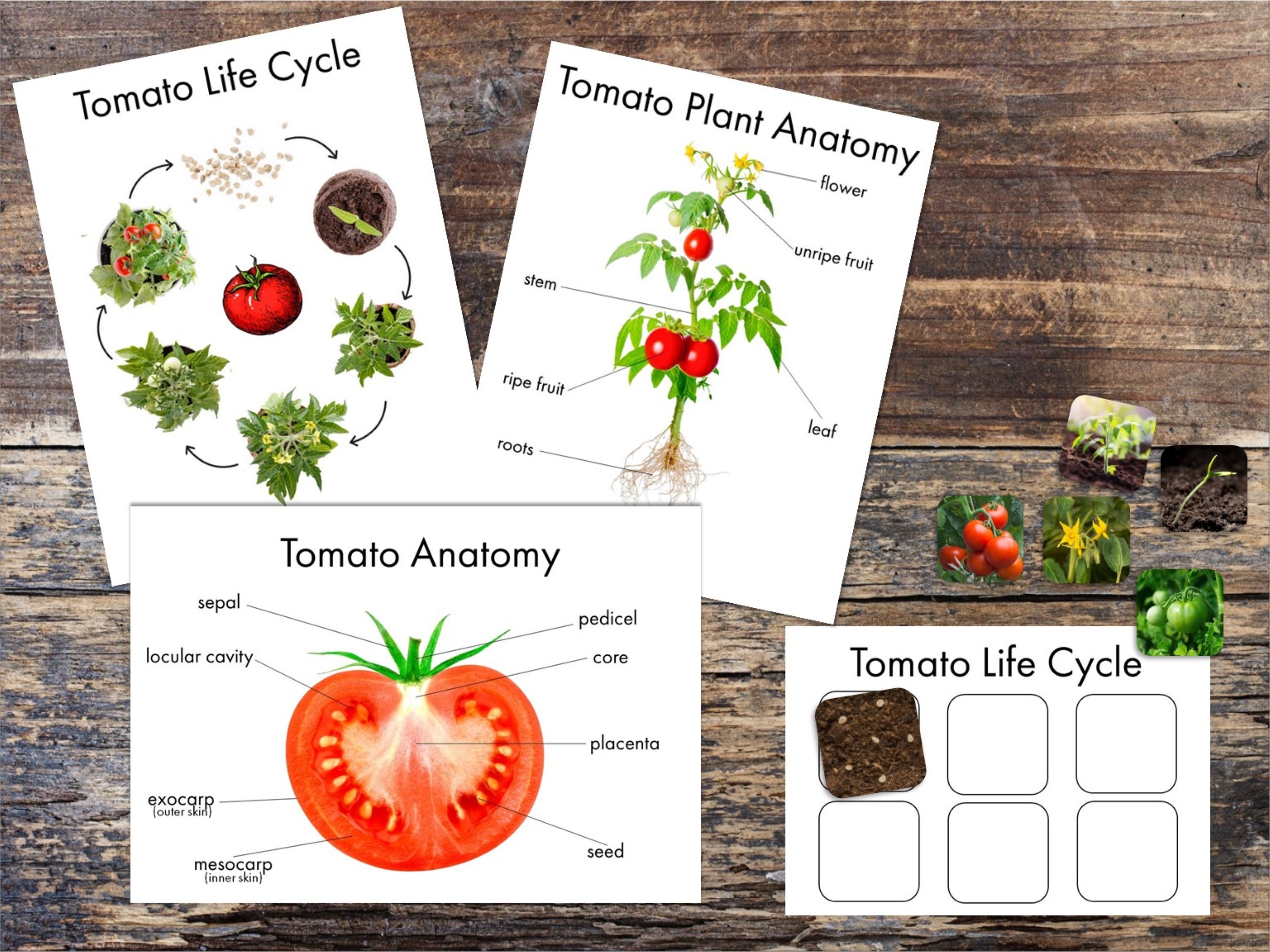 Tomato Printables - Tomato Fact Cards - Tomato Anatomy Posters - Tomato ...