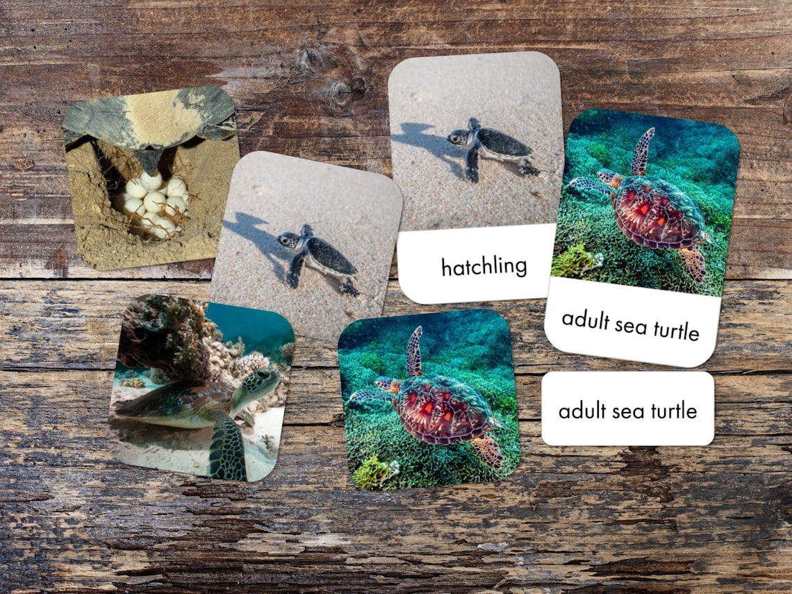 Sea Turtle Life Cycle 3-part Card Montessori Card Set - Printable ...