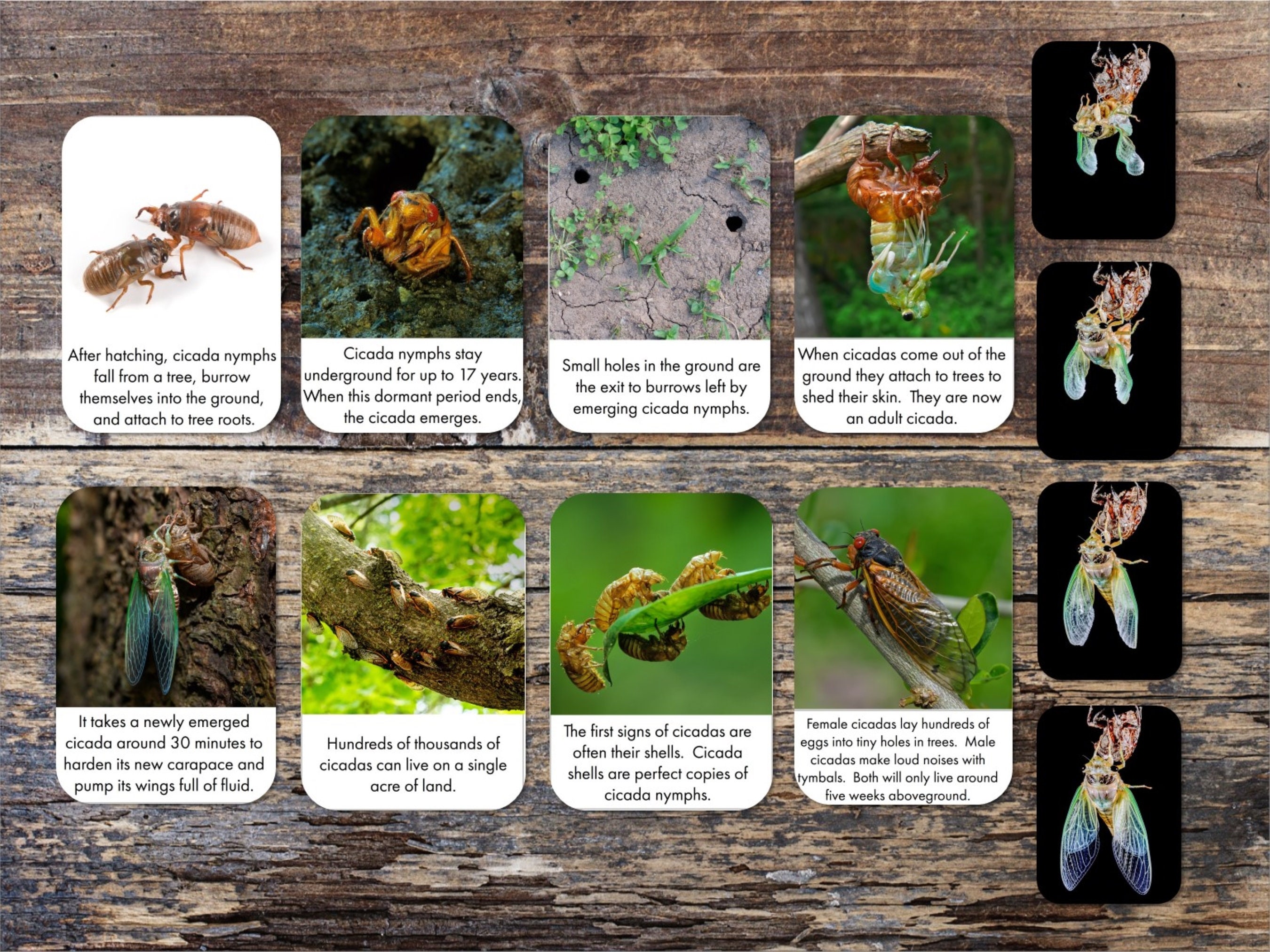 Cicada Printables Cicada Insect Fact Cards Cicada Anatomy Poster Cicada ...