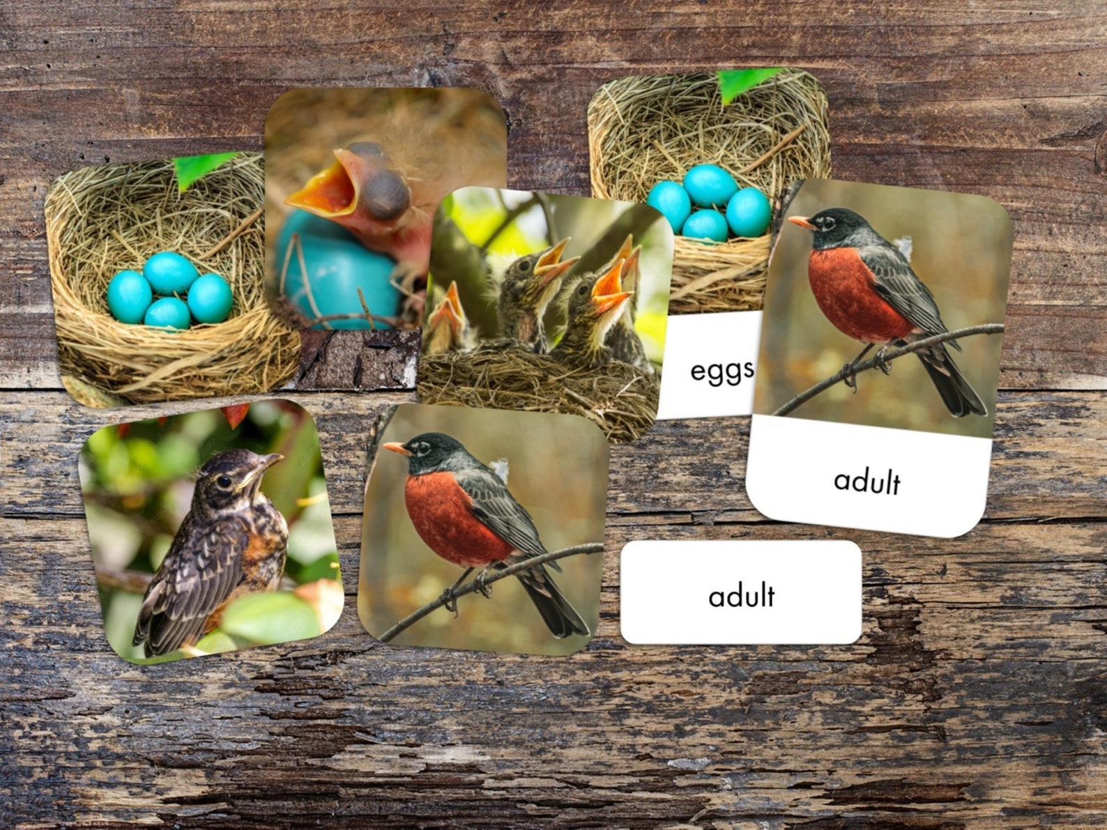 Backyard Bird Printables - Bird Identification - 3 Part Cards - Anatomy ...