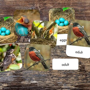Backyard Bird Printables - Bird Identification - 3 Part Cards - Anatomy ...