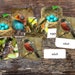 Backyard Bird Printables Bird Identification 3 Part Cards Anatomy and ...