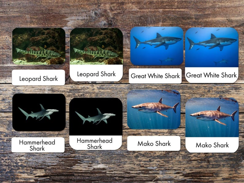 Shark Printables - Shark Identification Cards - Shark Information Cards ...