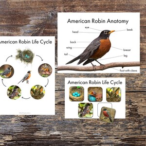 American Robin Printables - American Robin Fact Cards - American Robin ...