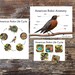 American Robin Printables - American Robin Fact Cards - American Robin ...