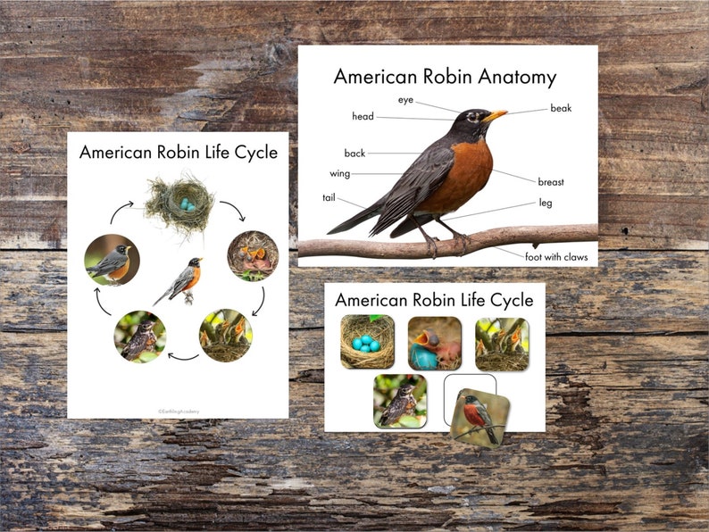 American Robin Printables - American Robin Fact Cards - American Robin ...