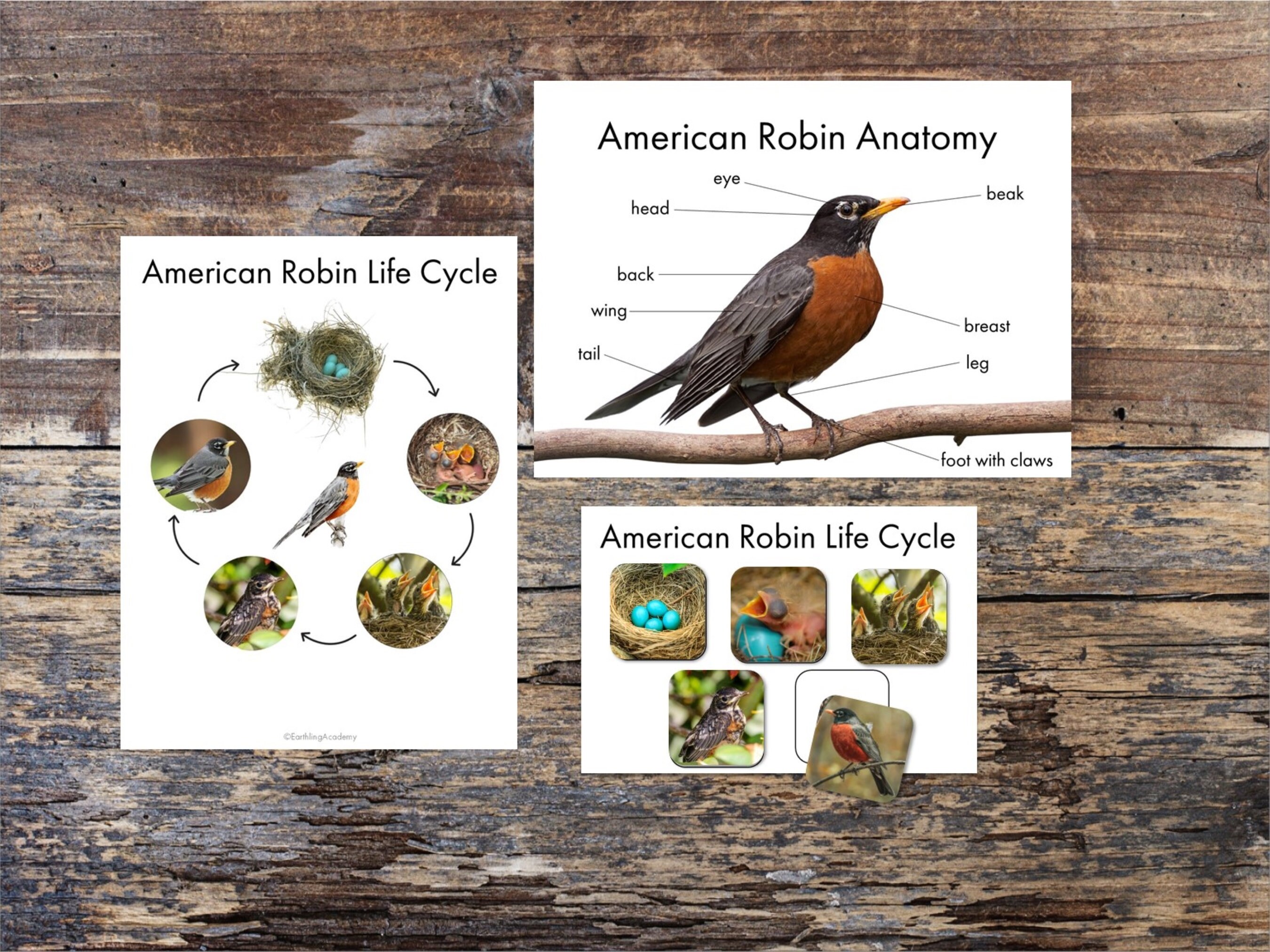 American Robin Printables - American Robin Fact Cards - American Robin ...