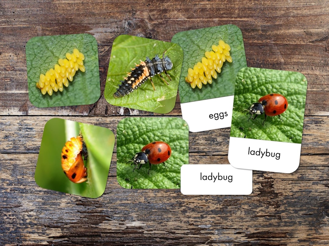Ladybug Life Cycle 3-part Card Montessori Card Set - Printable ...