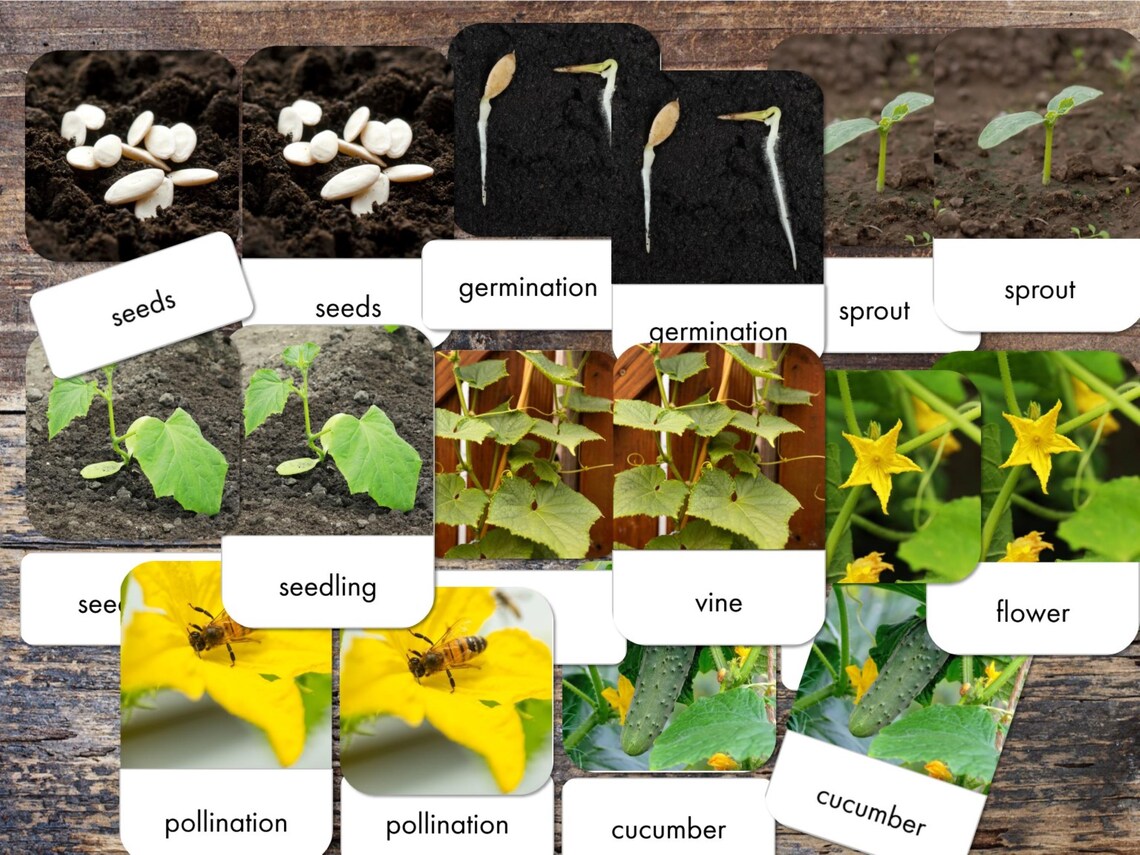 Cucumber Printables - Cucumber Fact Cards - Cucumber Anatomy Poster ...