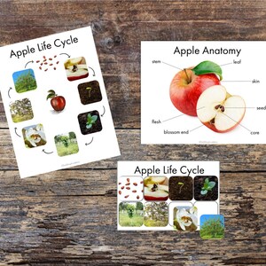 Apple Printables - Apple Fact Cards - Apple Anatomy Poster - Apple Life ...