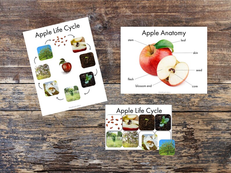 Apple Printables - Apple Fact Cards - Apple Anatomy Poster - Apple Life ...