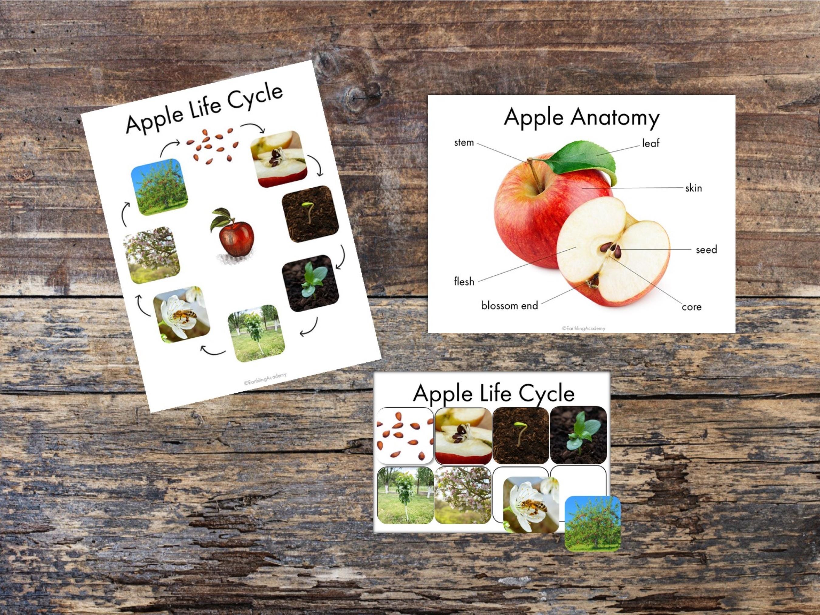 Apple Printables - Apple Fact Cards - Apple Anatomy Poster - Apple Life ...
