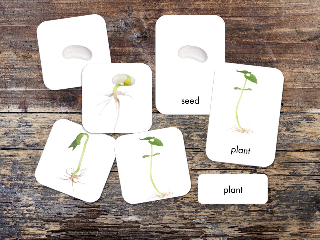 Bean Life Cycle 3-part Card Montessori Card Set - Printable - Digital ...