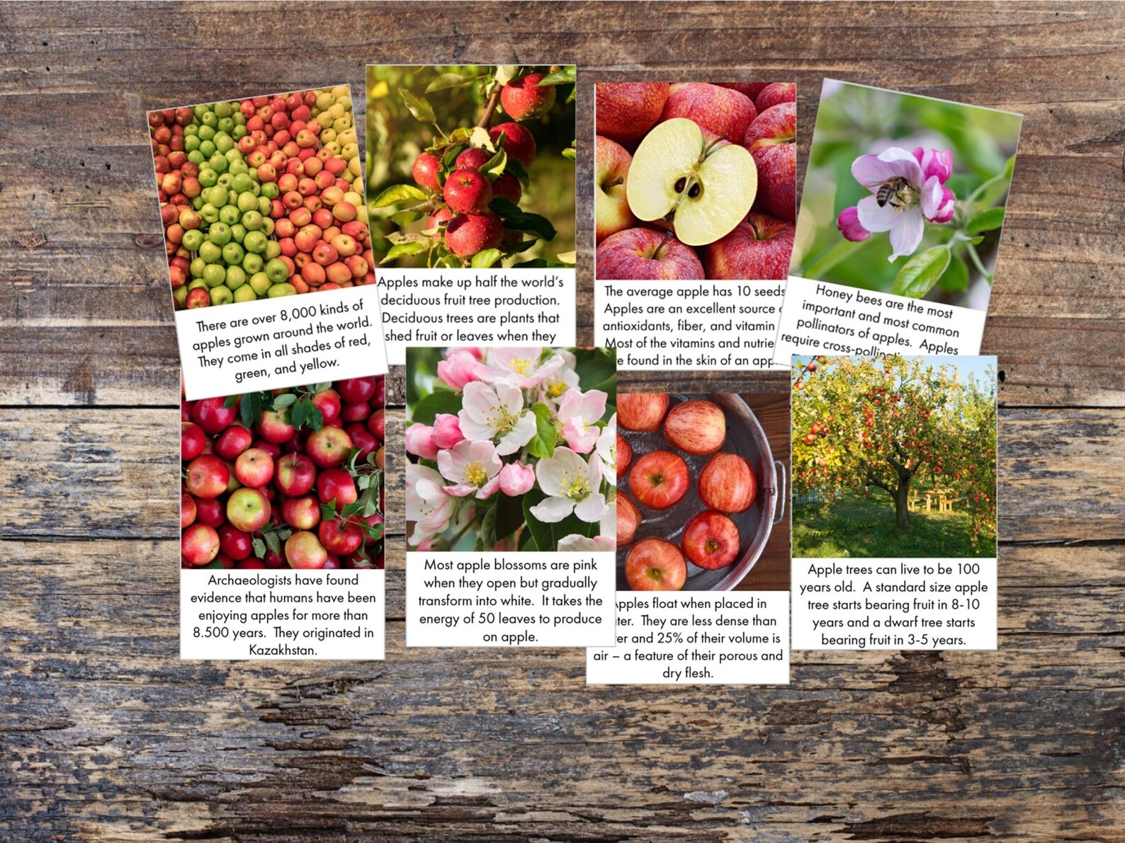 Apple Printables - Apple Fact Cards - Apple Anatomy Poster - Apple Life ...