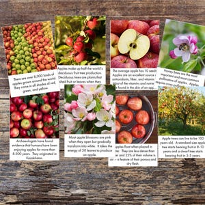 Apple Printables - Apple Fact Cards - Apple Anatomy Poster - Apple Life ...