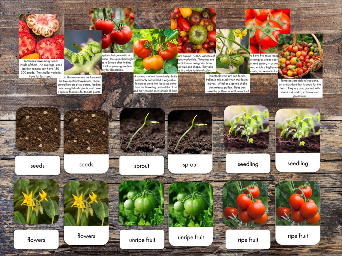 Tomato Printables - Tomato Fact Cards - Tomato Anatomy Posters - Tomato ...
