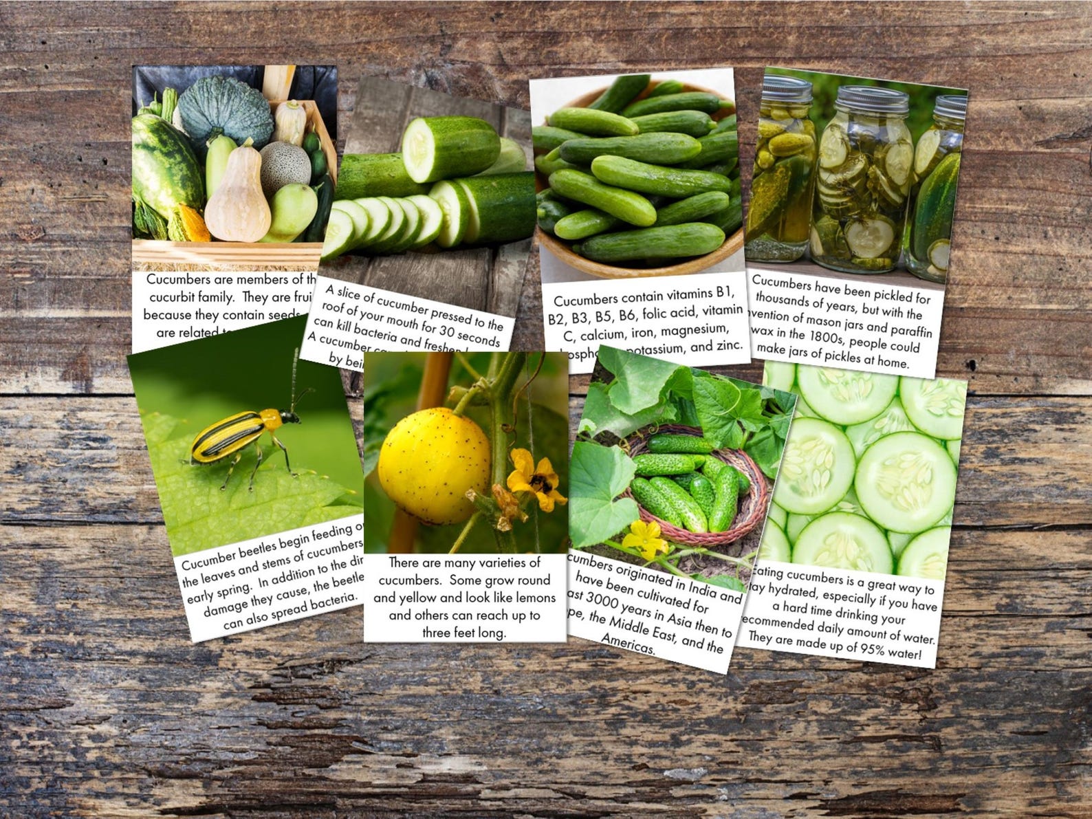 Cucumber Printables - Cucumber Fact Cards - Cucumber Anatomy Poster ...